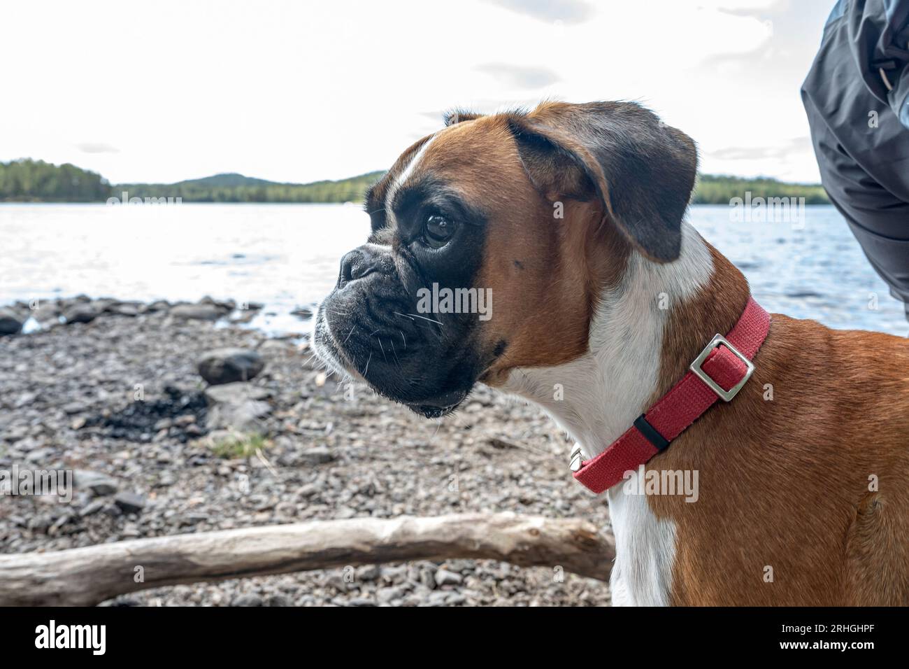 German Boxer Dog at Lake Ragnerudssjoen in Dalsland Sweden beautiful ...