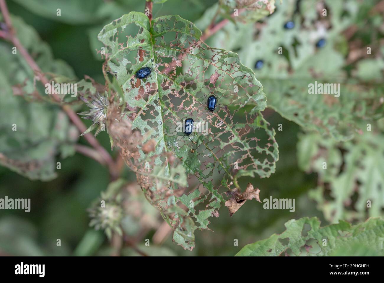 Blue shiny bug beetle eating leaves and traces of its violent activity ...
