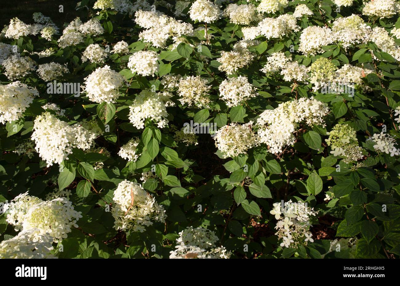 Hydrangeas in bloom, shrubs and flower group Stock Photo - Alamy