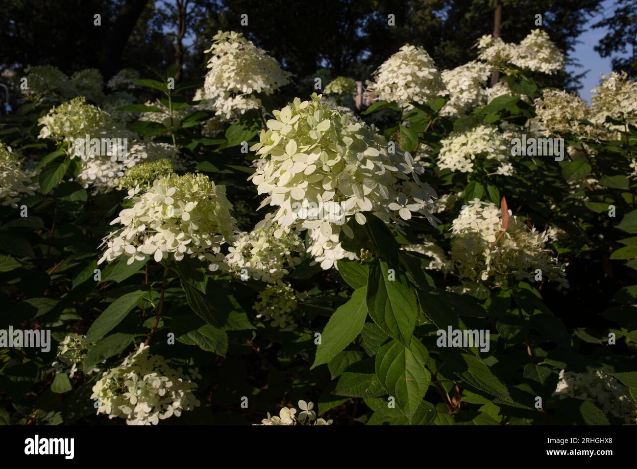 Hydrangeas in bloom, shrubs and flower group Stock Photo - Alamy