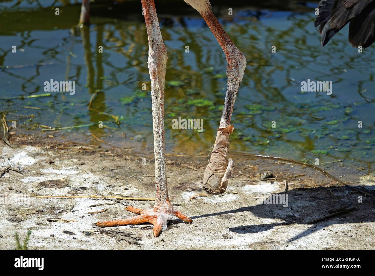 A stork seen with an amputated foot because of gangrene. A large number ...