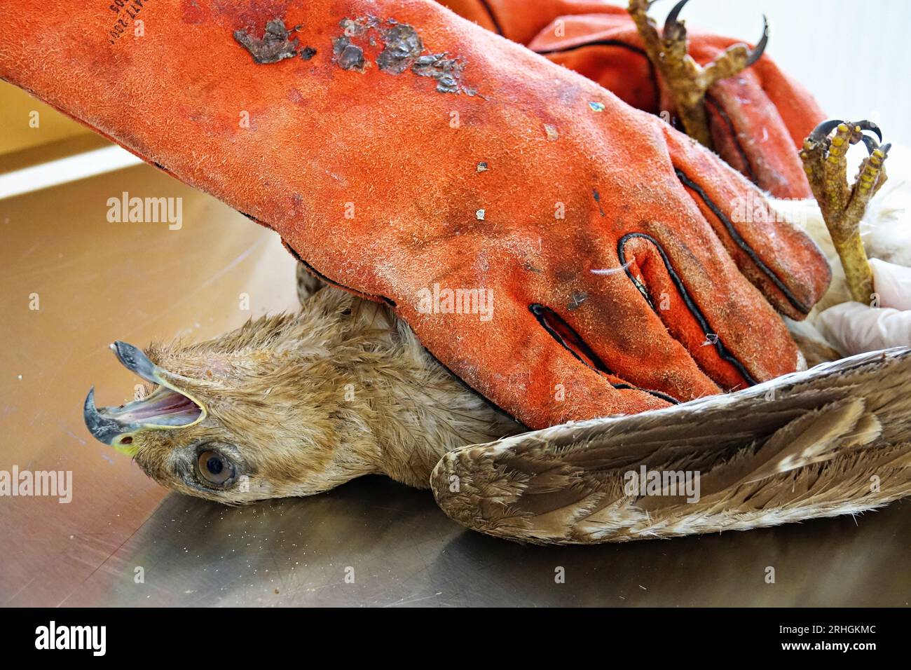 Dr hawk hi-res stock photography and images - Alamy