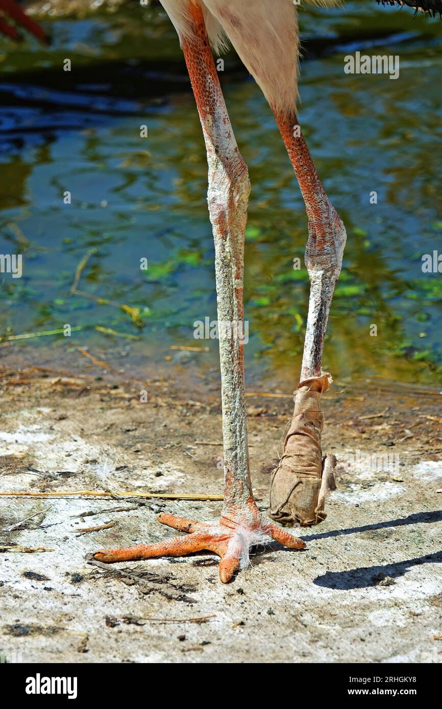 A stork seen with an amputated foot because of gangrene. A large number ...