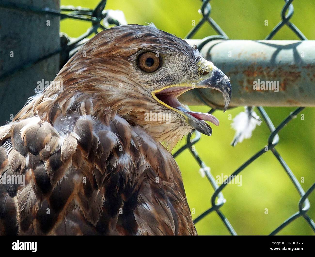 Dr hawk hi-res stock photography and images - Alamy