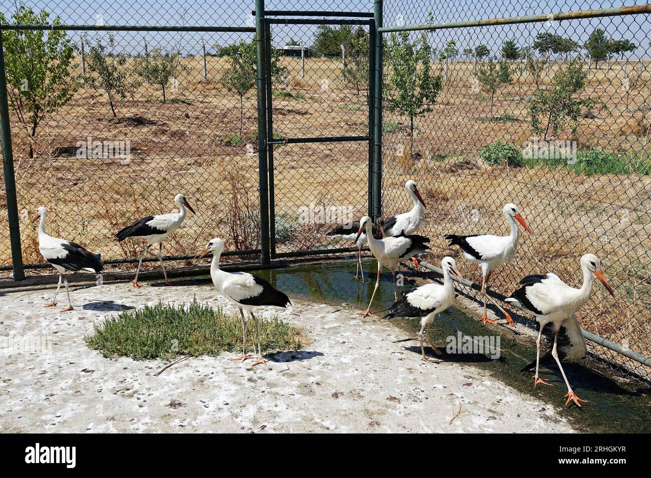 A group of storks seen being treated at the Dicle Wild Animal Rescue ...