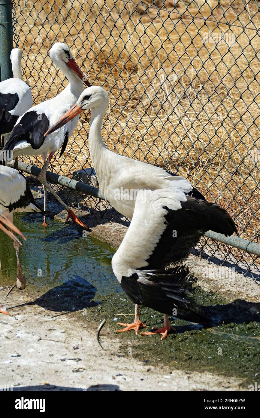 A stork with a broken wing seen at the Dicle Wild Animal Rescue and ...