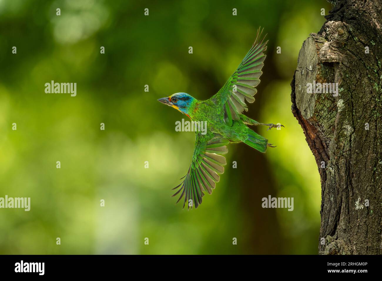 Taiwan barbet endemic bird species from Taiwan Stock Photo - Alamy