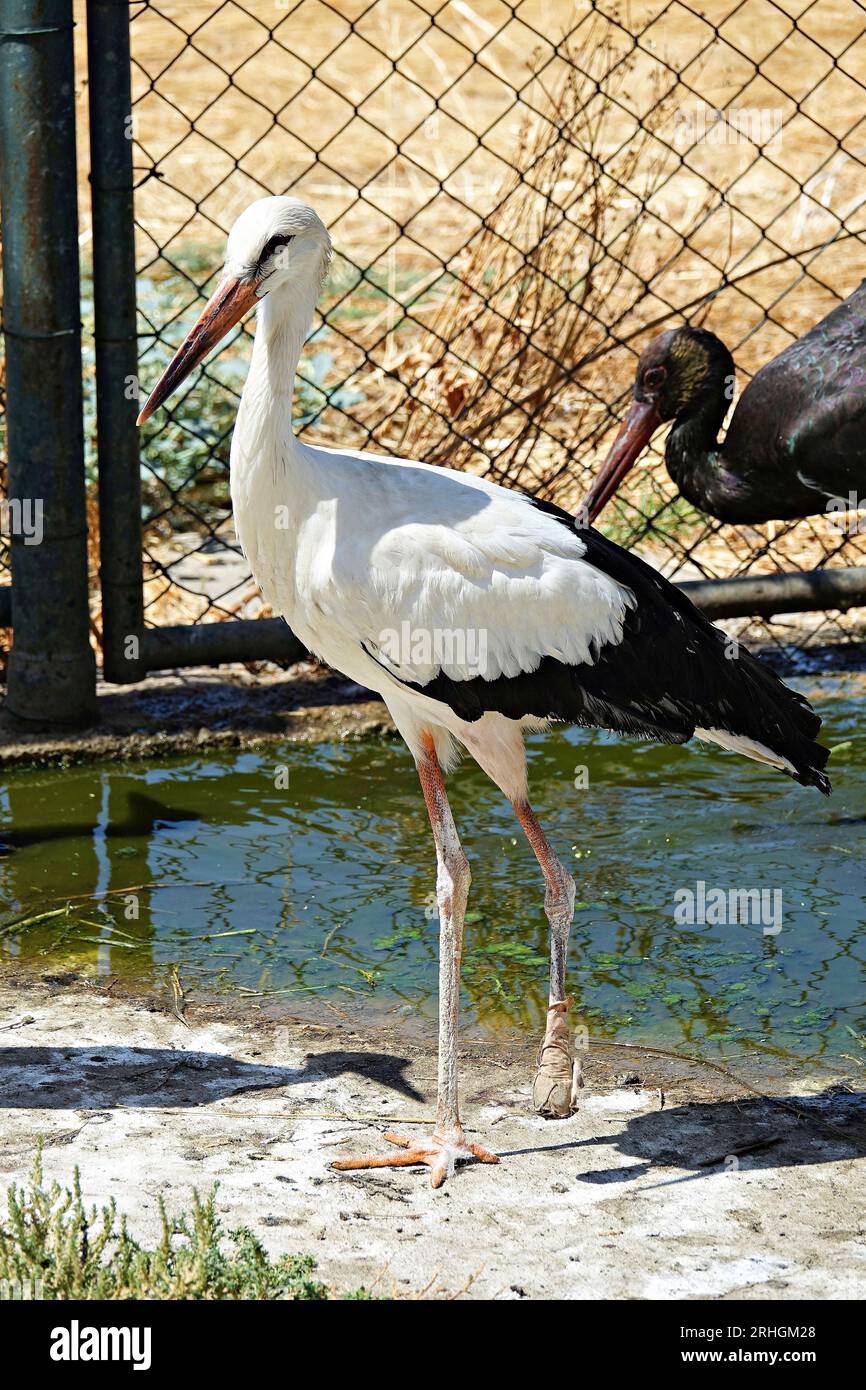 A stork seen with an amputated foot because of gangrene. A large number ...