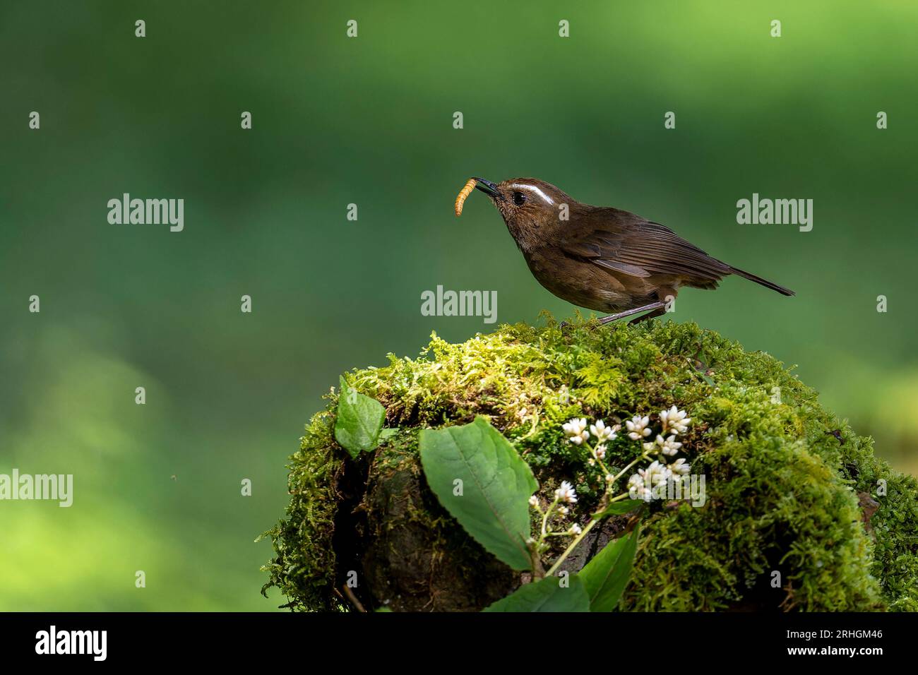 White-browed Shortwing endemic bird island Taiwan Stock Photo - Alamy