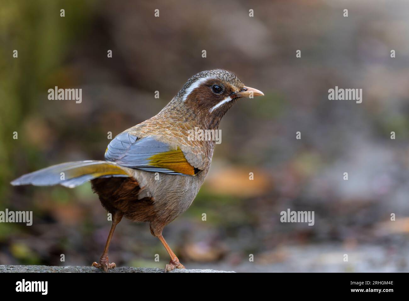 White whiskered laughingthrus hi-res stock photography and images - Alamy
