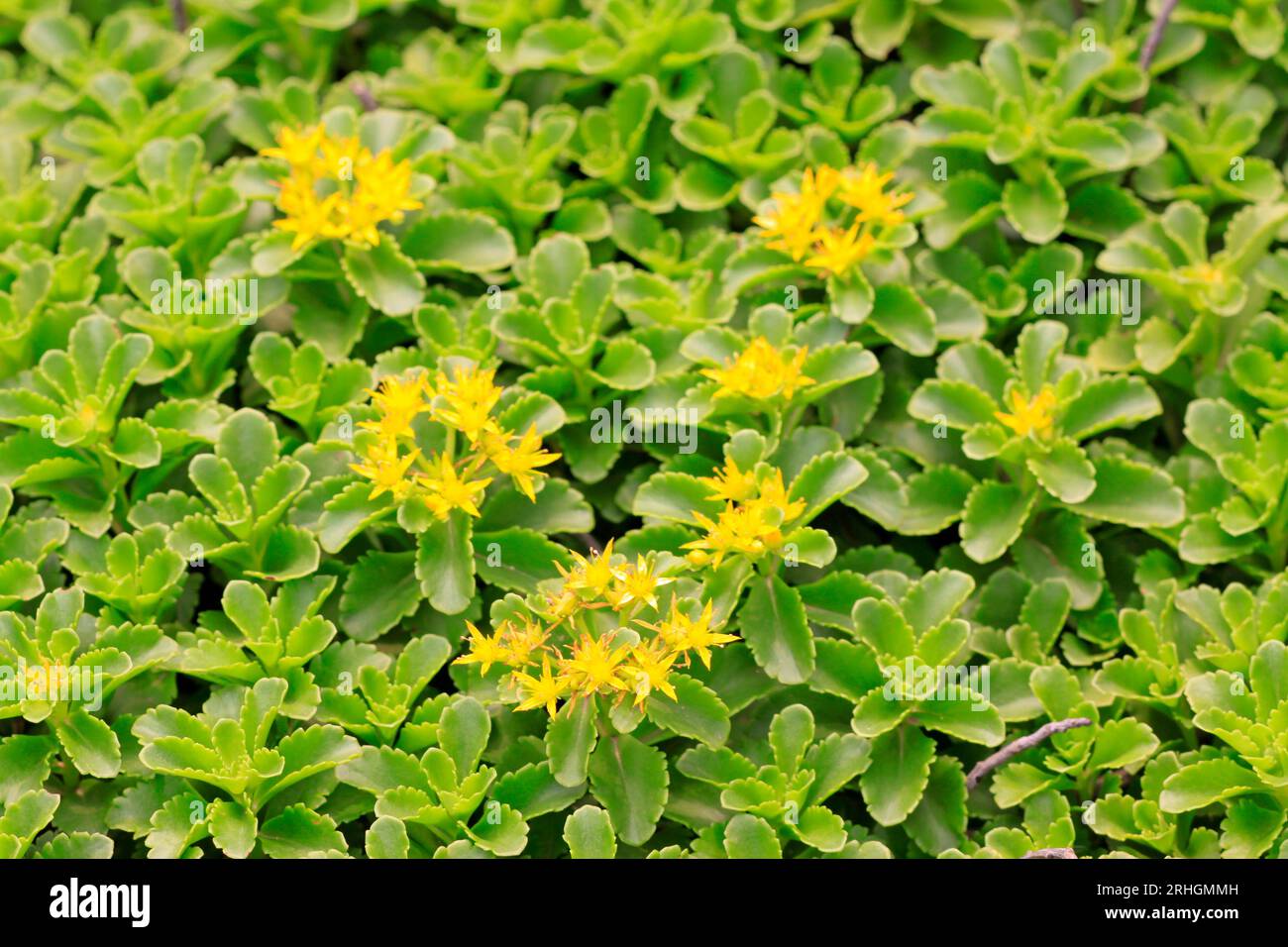 Crassulaceae plants in the plant, closeup of photo Stock Photo - Alamy
