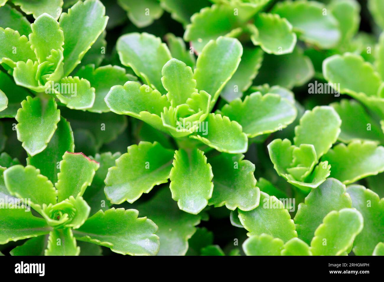 Crassulaceae plants in the plant, closeup of photo Stock Photo - Alamy