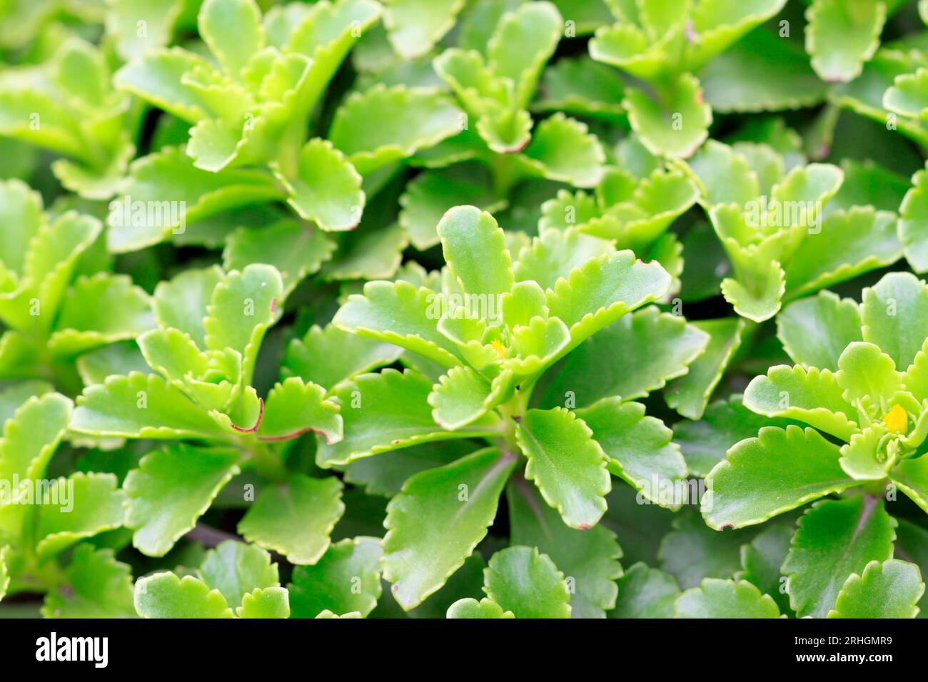 Crassulaceae plants in the plant, closeup of photo Stock Photo - Alamy