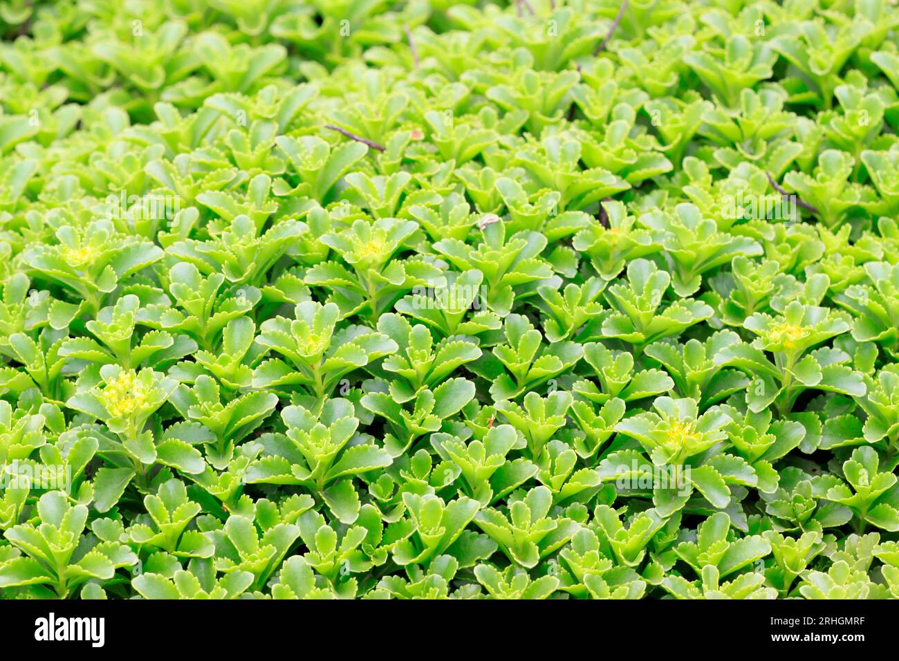 Crassulaceae plants in the plant, closeup of photo Stock Photo - Alamy