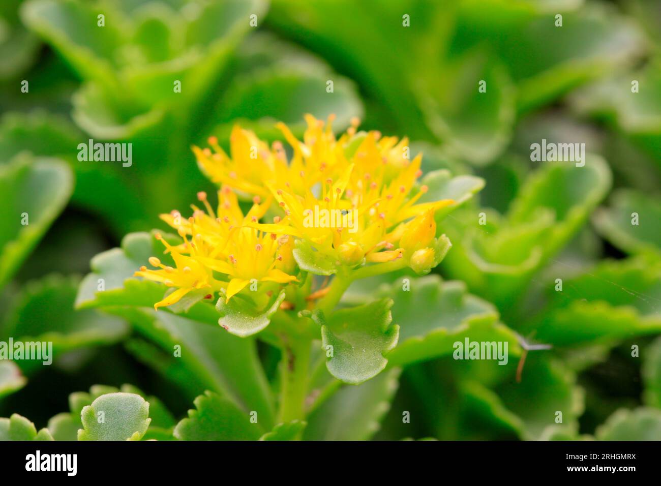 Crassulaceae plants in the plant, closeup of photo Stock Photo - Alamy