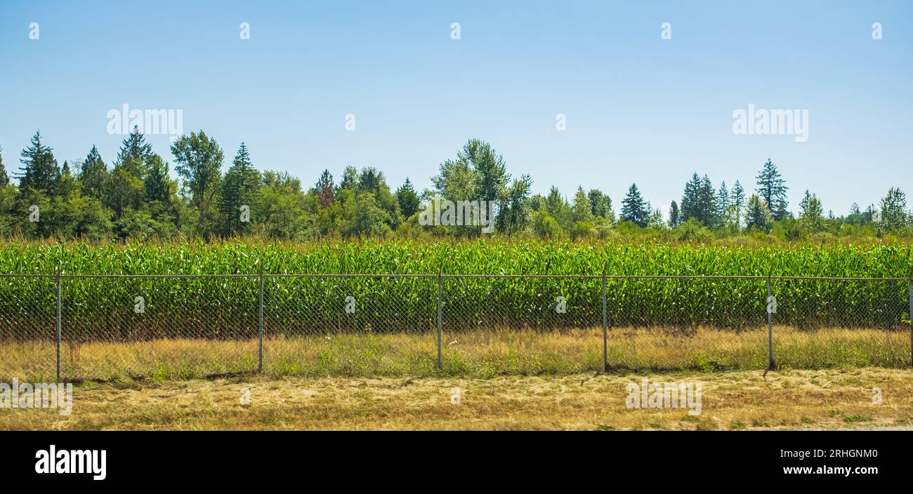 A green field of corn growing up besides road. Green planting field of ...
