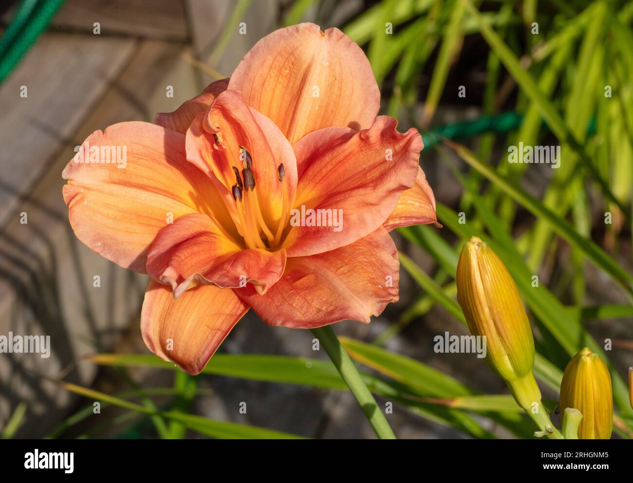 Infinity plant hi-res stock photography and images - Alamy