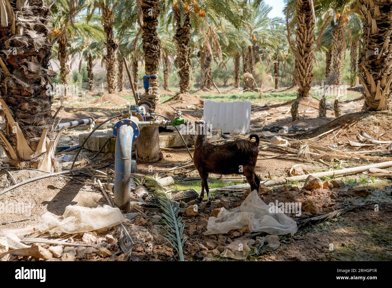 A goat drinks water from an artesian well at a Palestinian farm in the ...