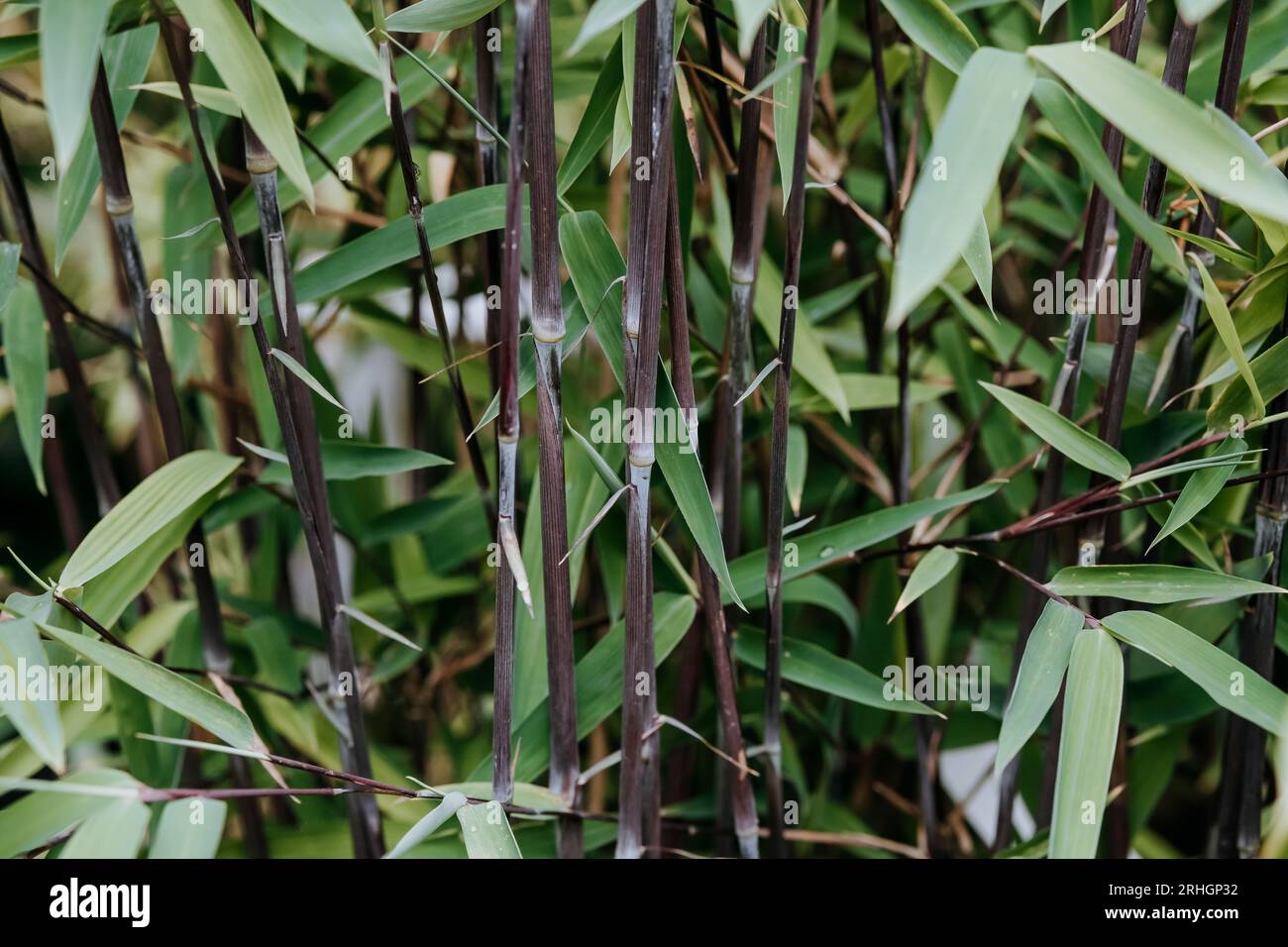 Bamboo 'Fargesia Black Pearl' trunk close up Stock Photo - Alamy