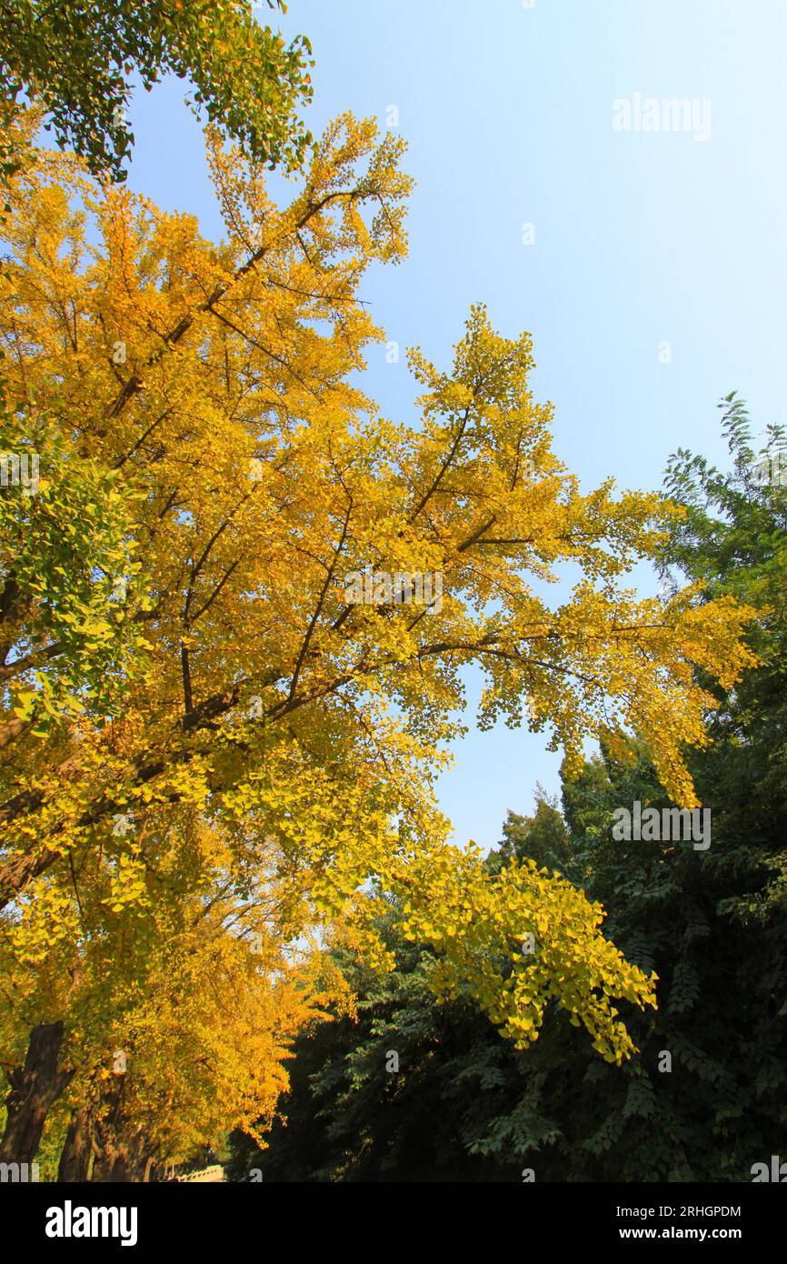ginkgo tree in the fall in a college campus Stock Photo - Alamy