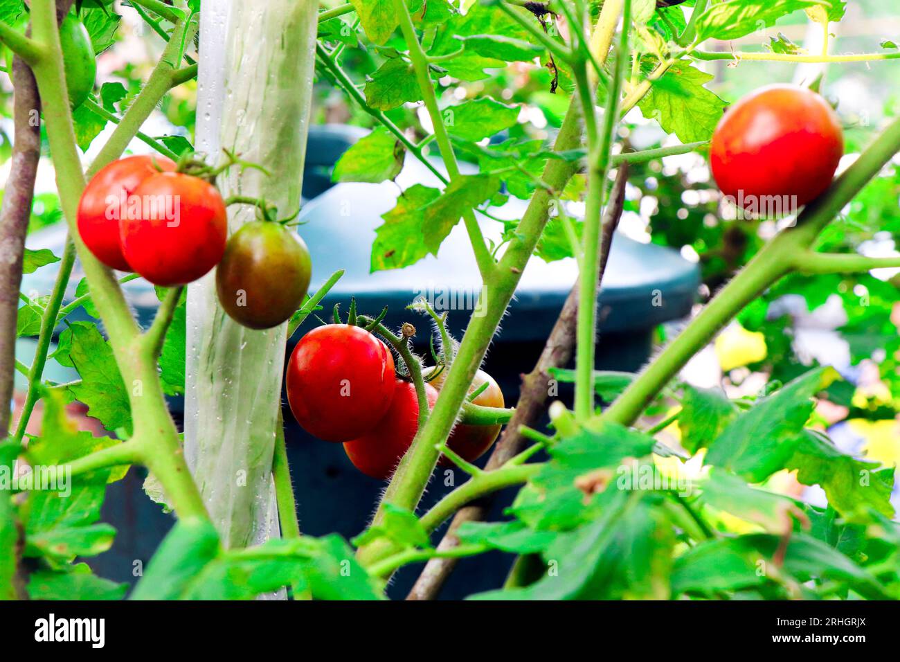 tomatoes in the garden Stock Photo - Alamy