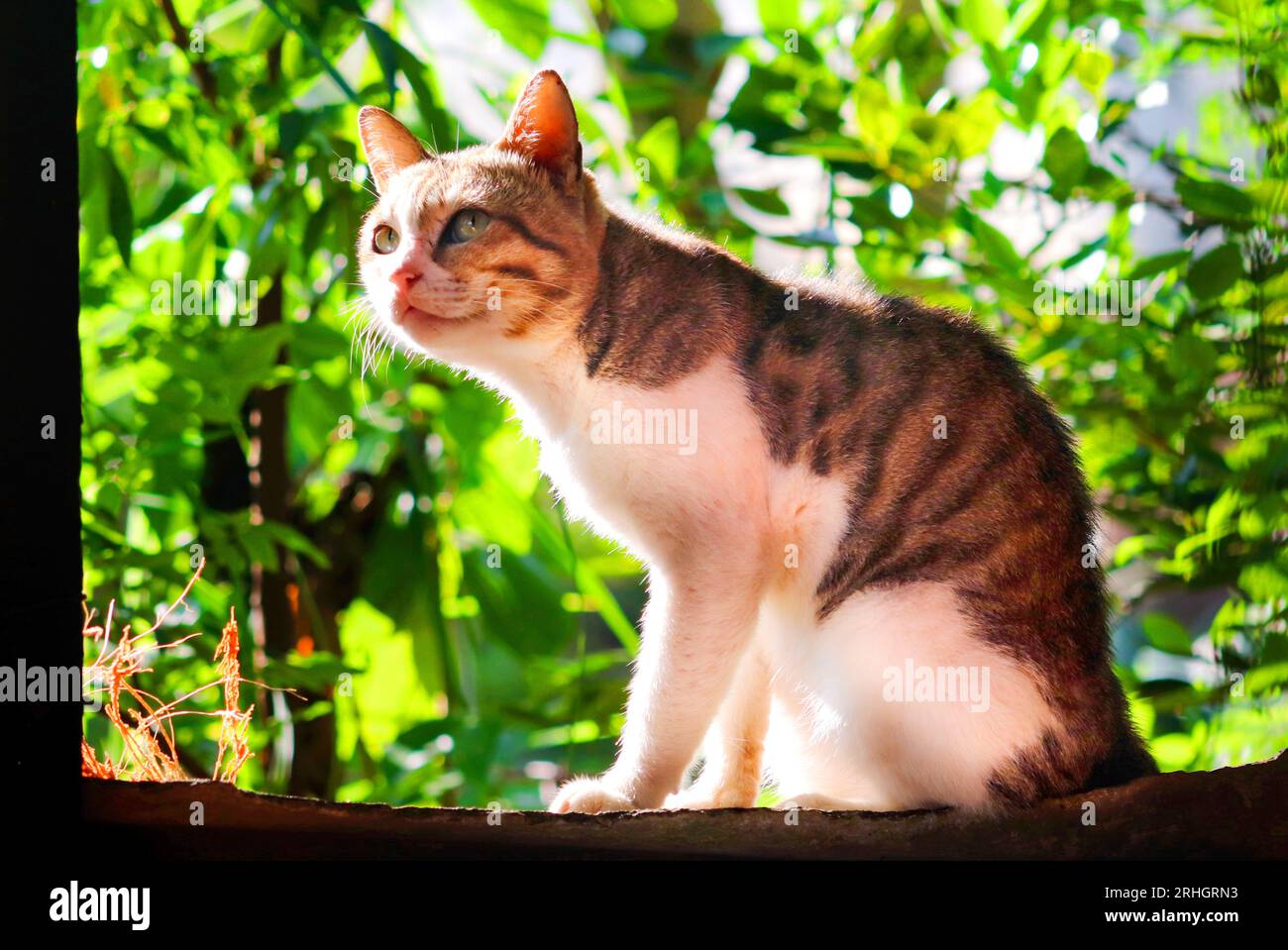 Sunlight cat hi-res stock photography and images - Alamy