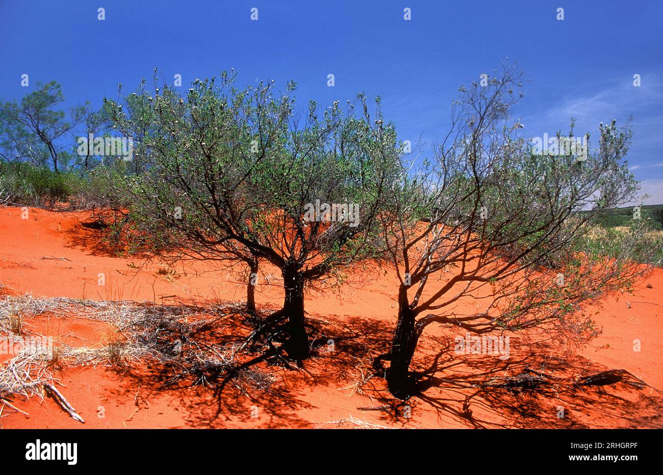 Mulla trees and typical red soil of the Pilbara, Pilbara, Northwest ...