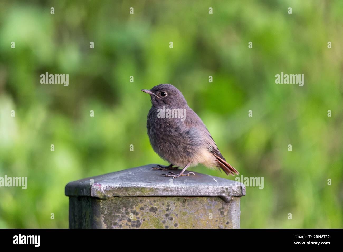 A pretty little sparrow, perched on a post in a small village between ...