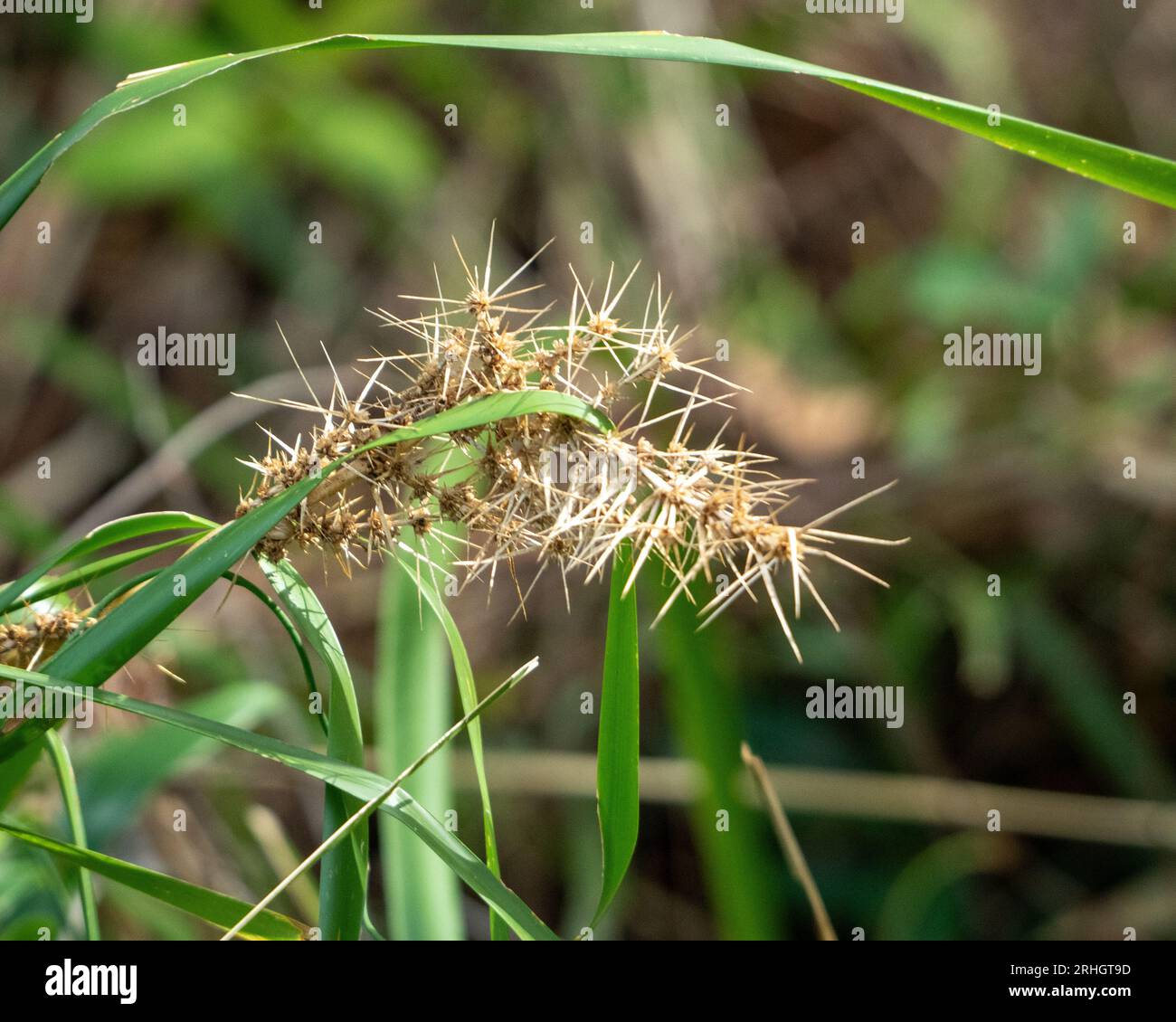 Lomandra longfolia hi-res stock photography and images - Alamy