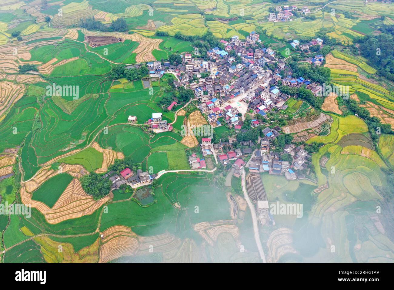 Aerial photo shows the vast rice fields entering the harvest season in ...