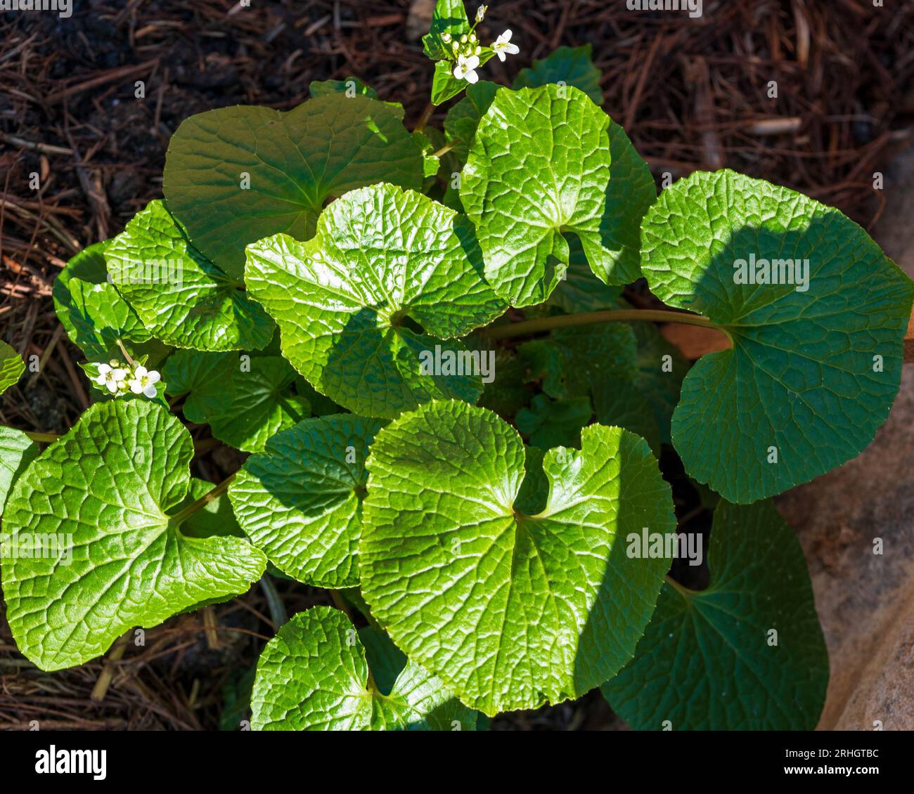 Green leaves of the Wasabi plant, Australian coastal garden Stock Photo ...