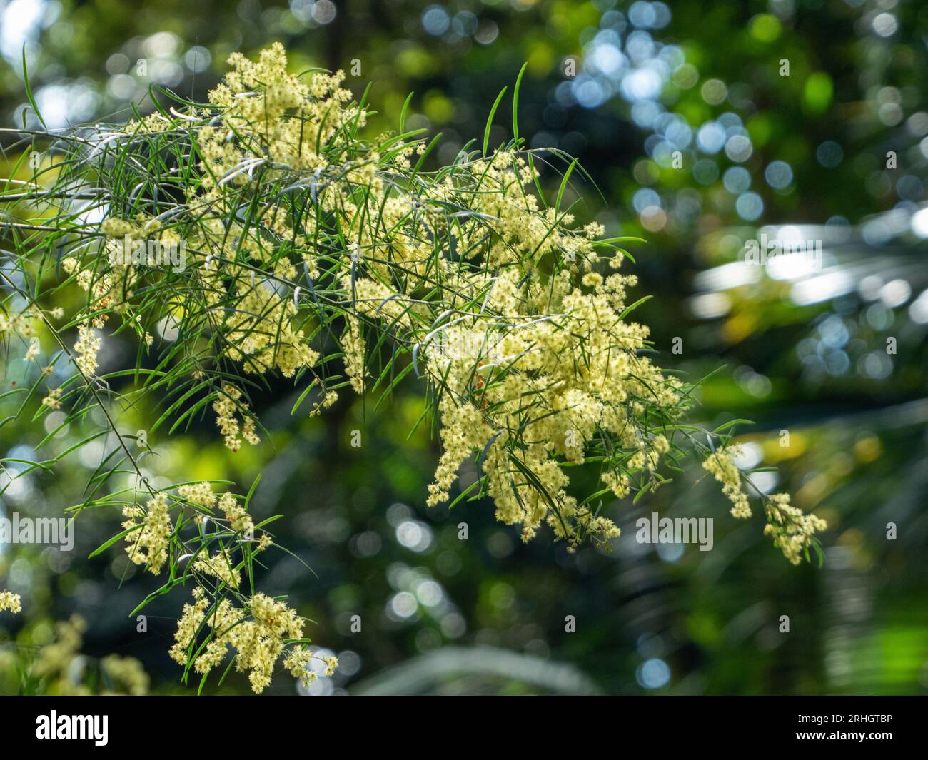 Wattle Flowers, Acacia, an abundance of golden yellow fluffy balls ...