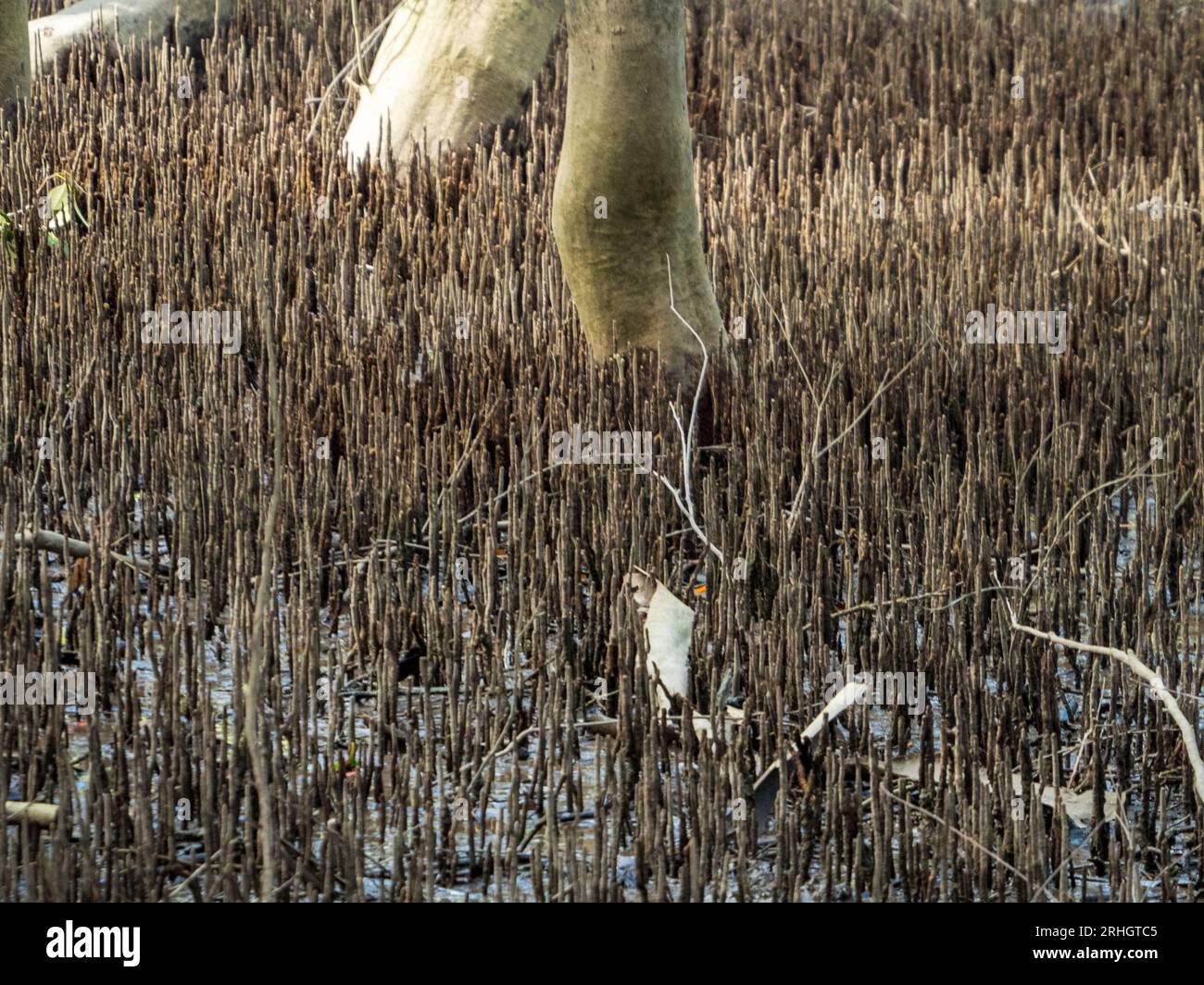 Mangroves on the muddy Rivers edge, Mid North Coast NSW Australia Stock ...