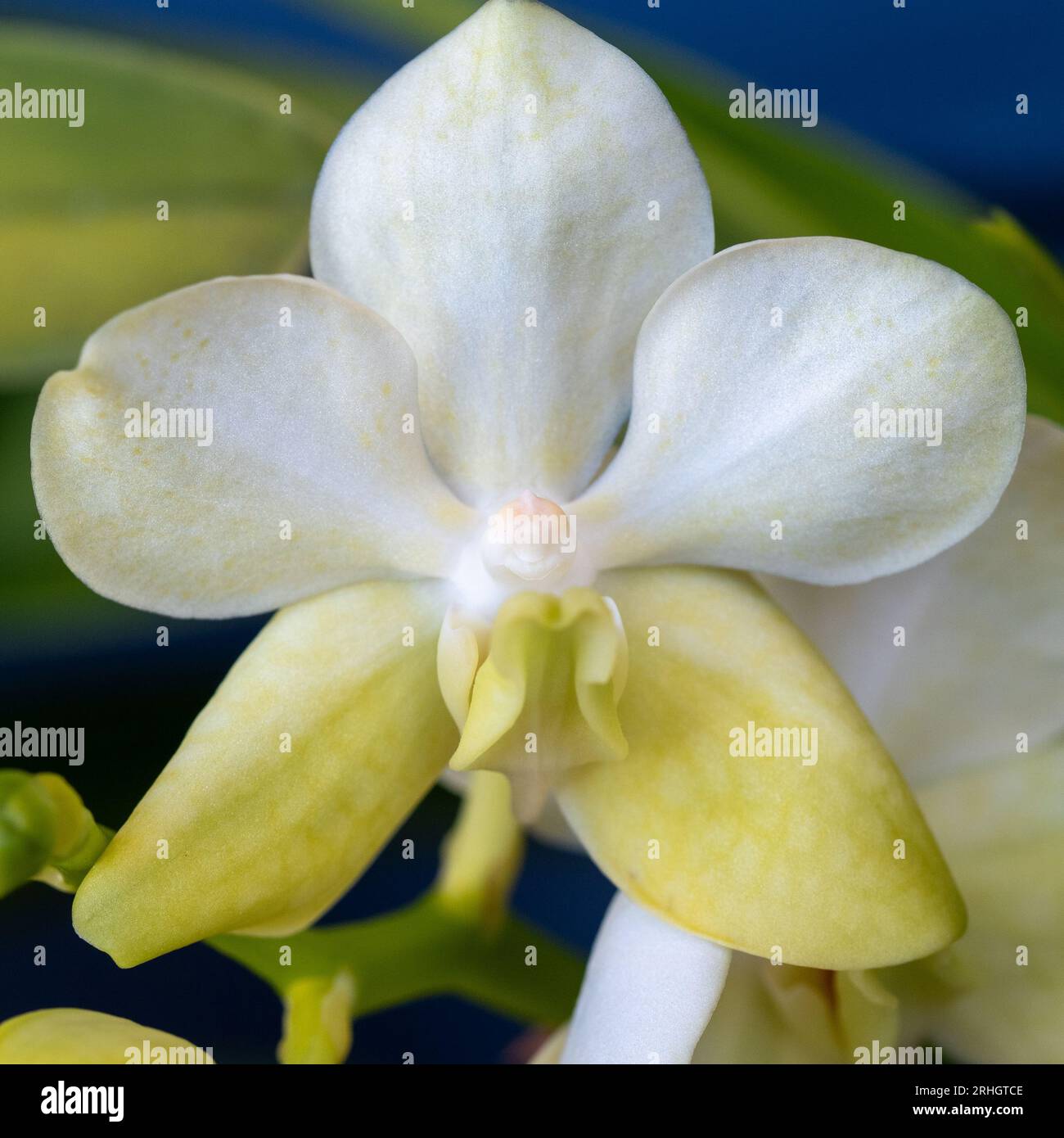 Vanda princess mikaela white hi-res stock photography and images - Alamy