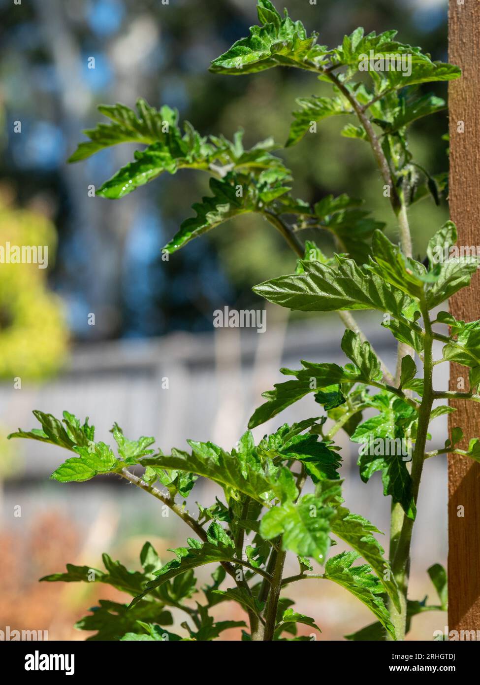 Young tomato plants growing, thriving fresh and green in an Australian ...