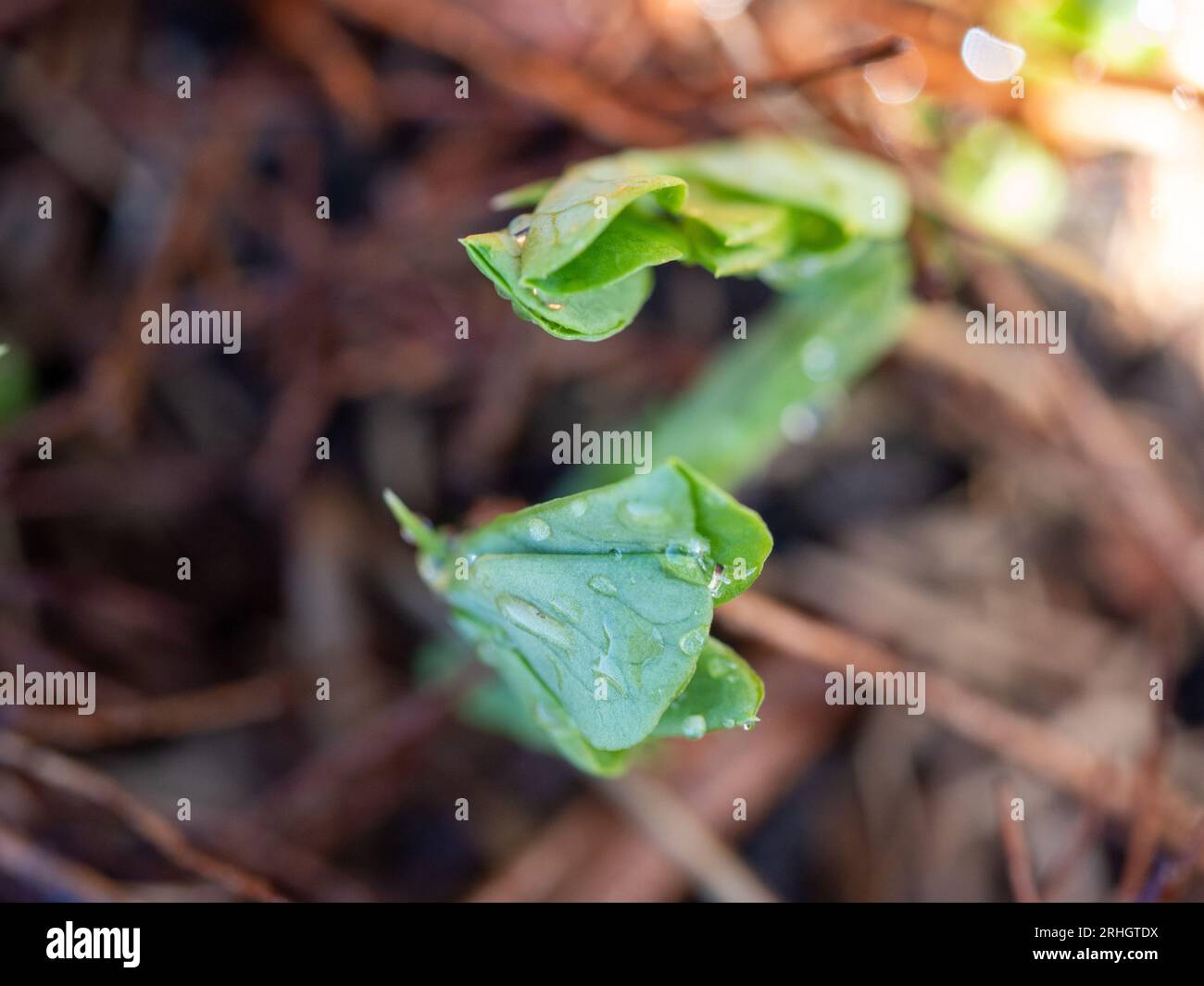 Snow and Snap Pea seedlings shooting up from the ground, growing in an ...