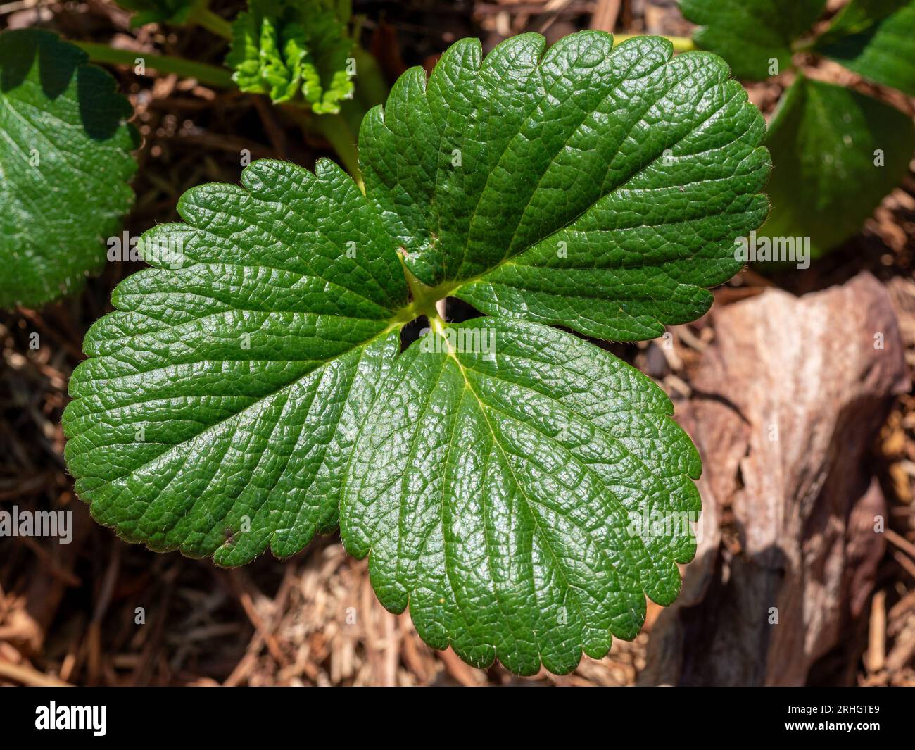 Green Strawberry plant leaves Stock Photo - Alamy