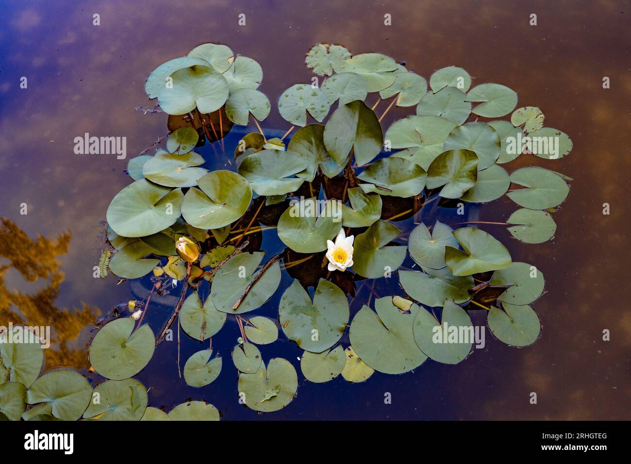 water lily in a pond. top view. High quality photo Stock Photo - Alamy