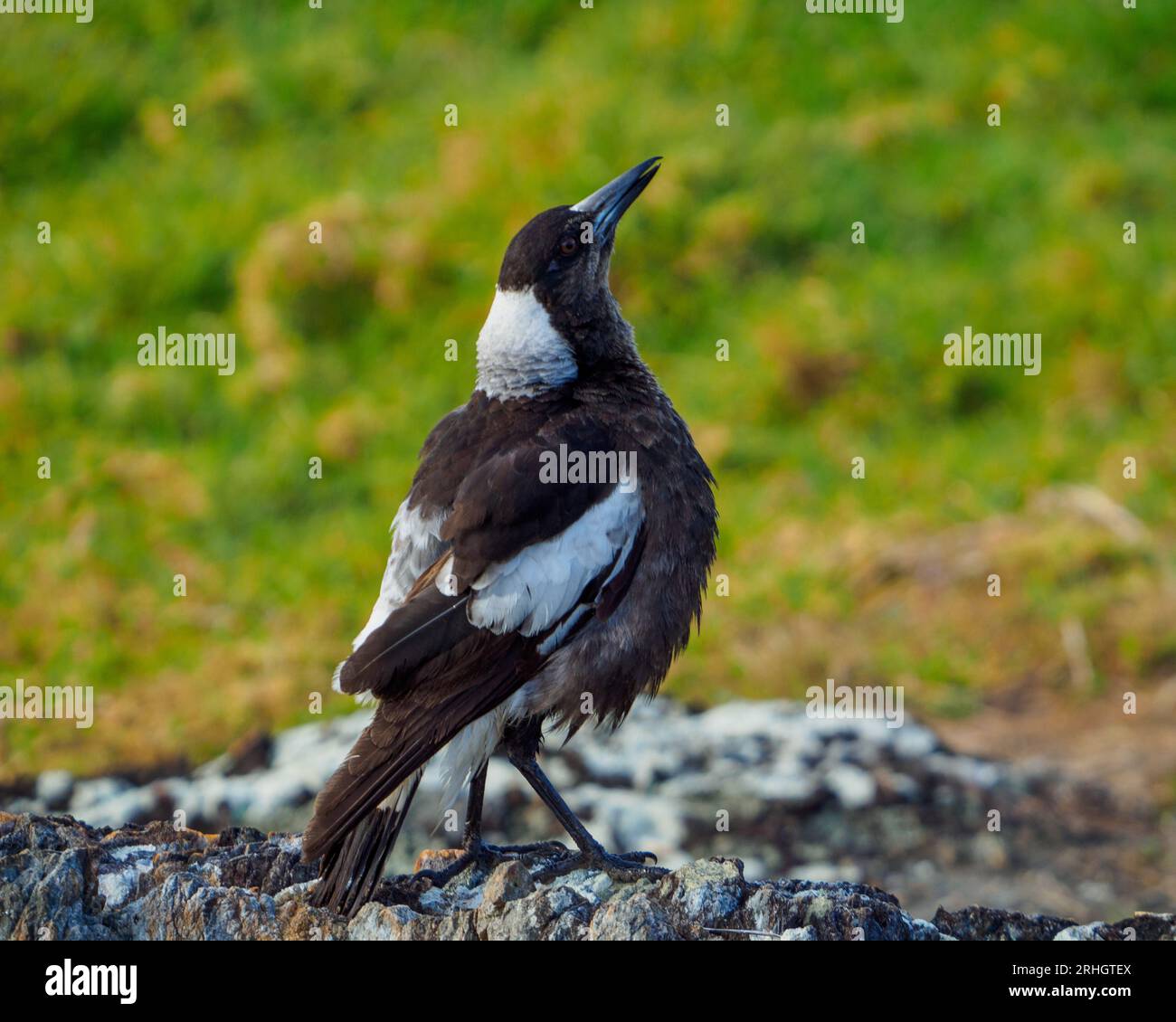 Young Australian Magpie lifted its voice in song, and fluffing its ...