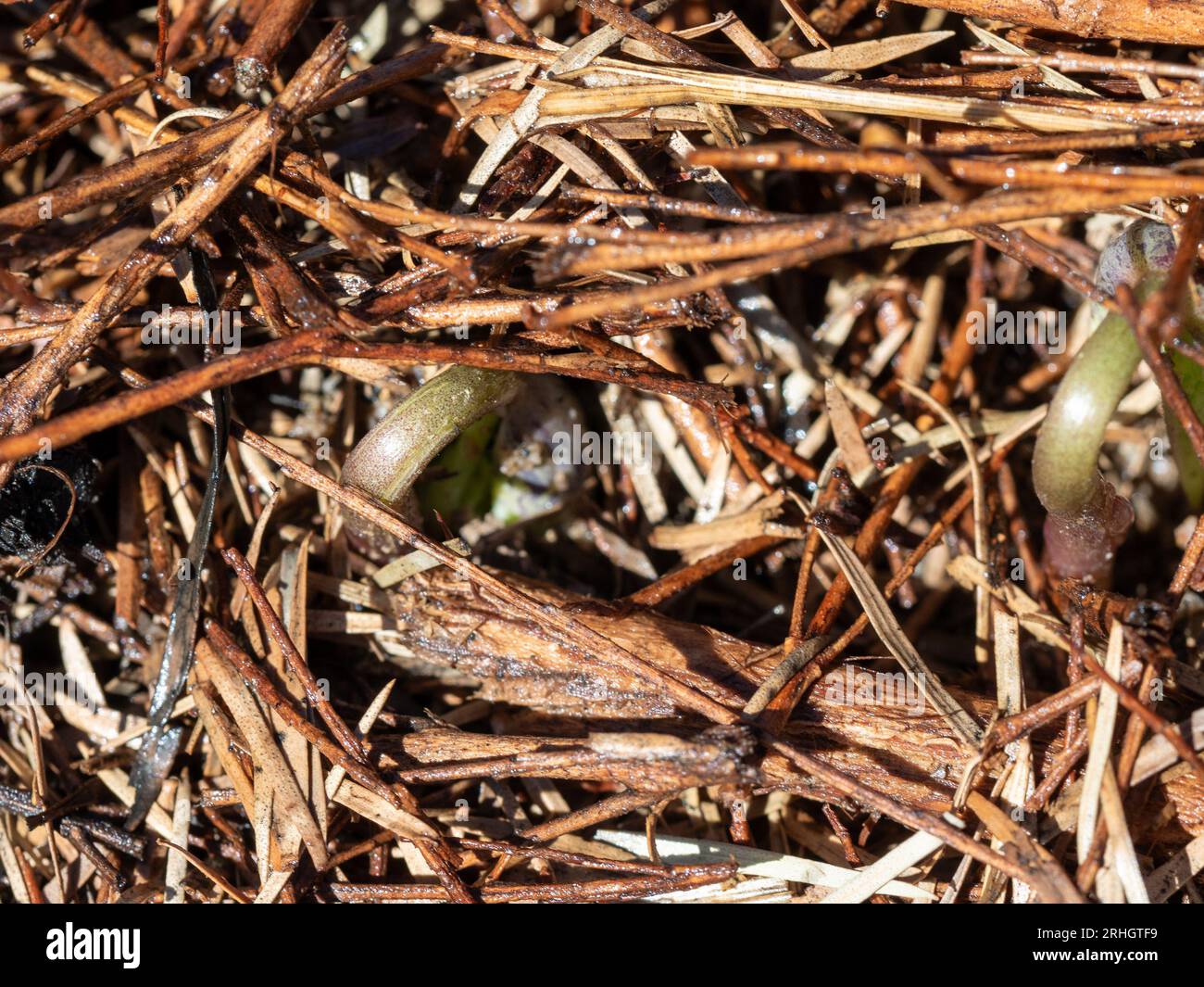 The stems of Butter Bean seedling plants growing, bent over pushing up ...