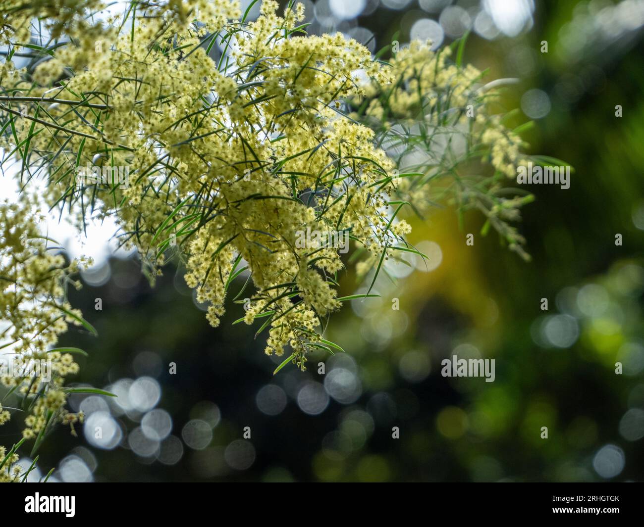 Wattle Flowers, Acacia, an abundance of golden yellow fluffy balls ...