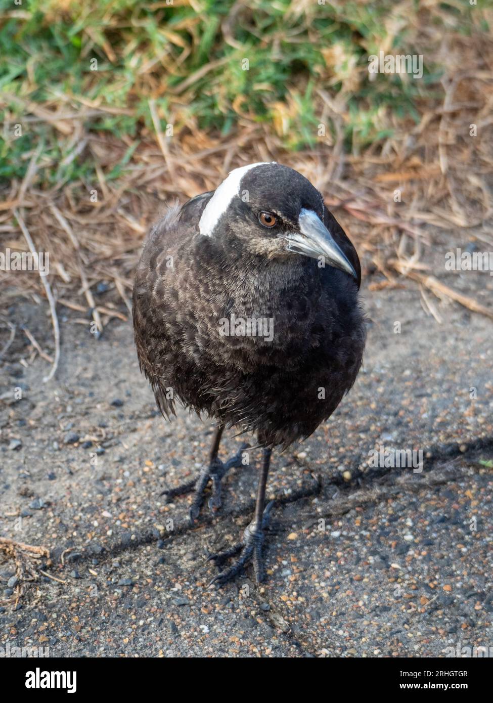 Australian Magpie, Bird Stock Photo - Alamy