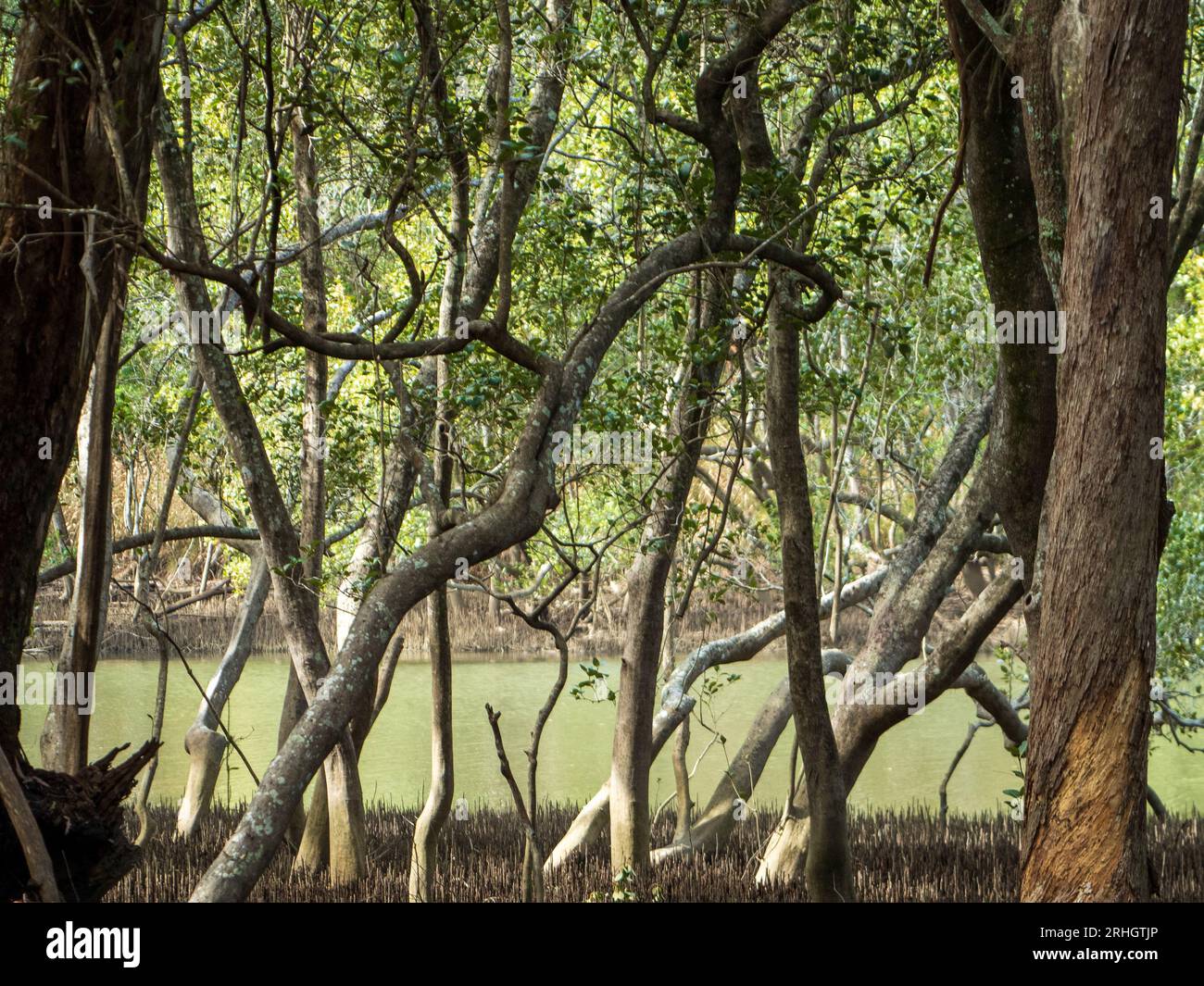 Twisty angular leaning trees and Mangroves of the rivers edge, green ...