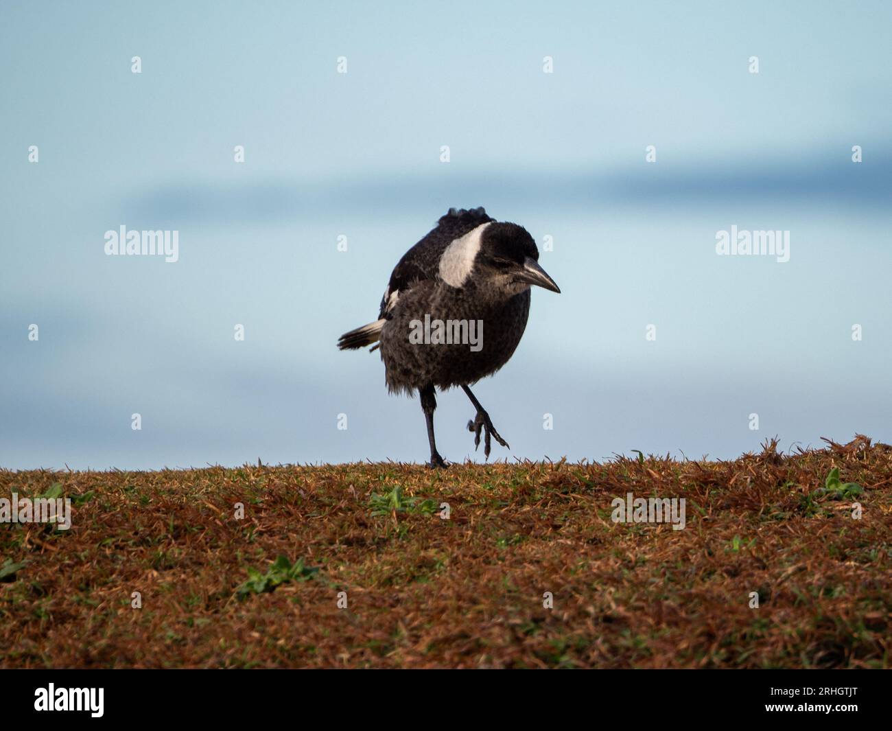 Juvenile Australian Magpie walking Stock Photo - Alamy