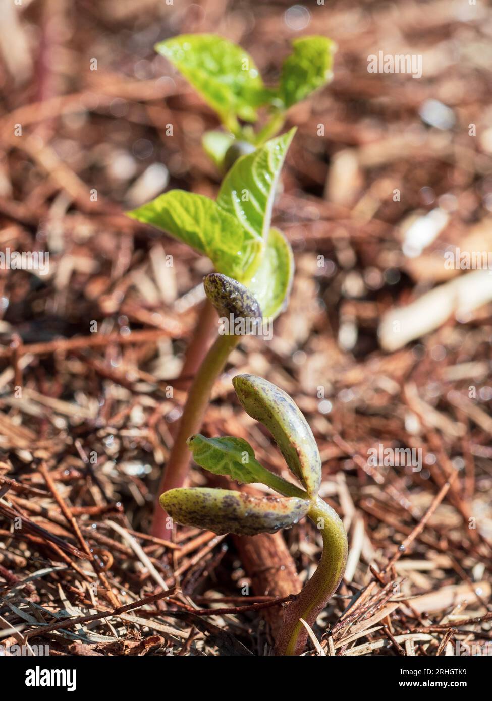 Butter bean plants from seed to seedling, different growth phases and ...