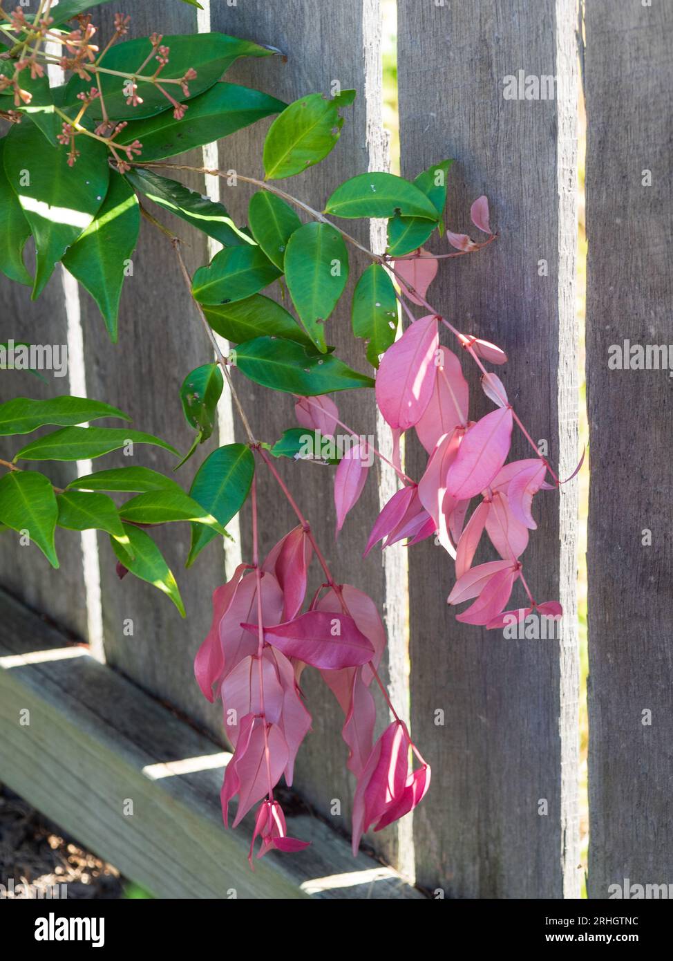 Pink and green leaves of Lillie’s Pilli Cascade plant Hanging down ...