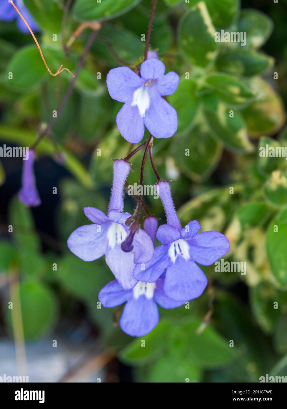 Nodding Violets, purple mauve flowers with white throats on slender ...
