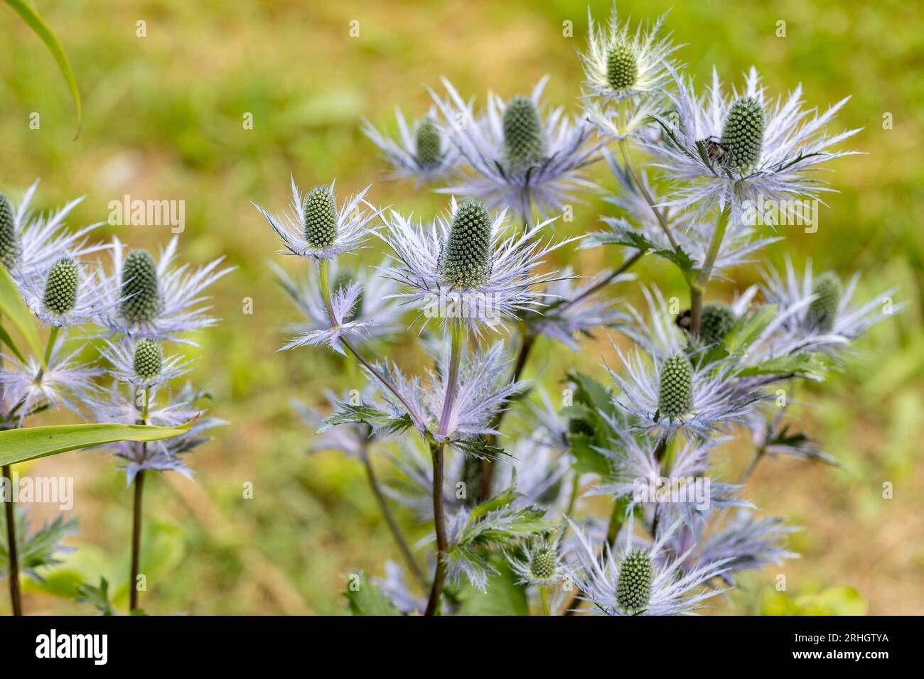 Eryngium alpinum 'Blue Star' also known as Blue Sea Holly Stock Photo ...