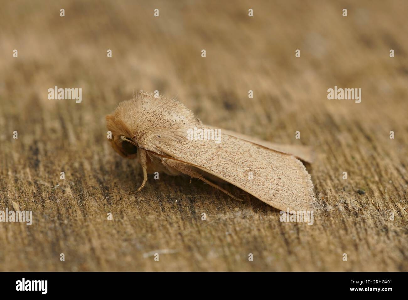 Brown colored moth hi-res stock photography and images - Alamy