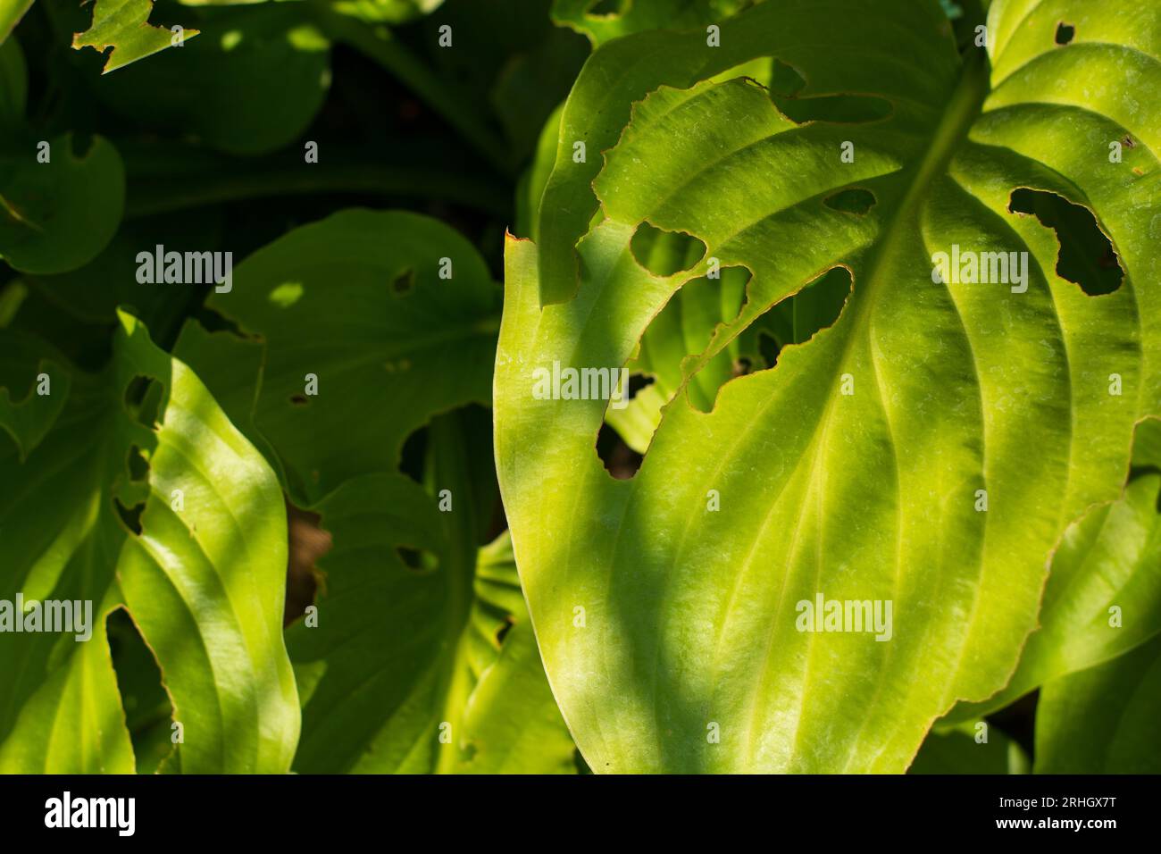 hosta leaves with extensive damage by snails or slugs eating the leaves ...